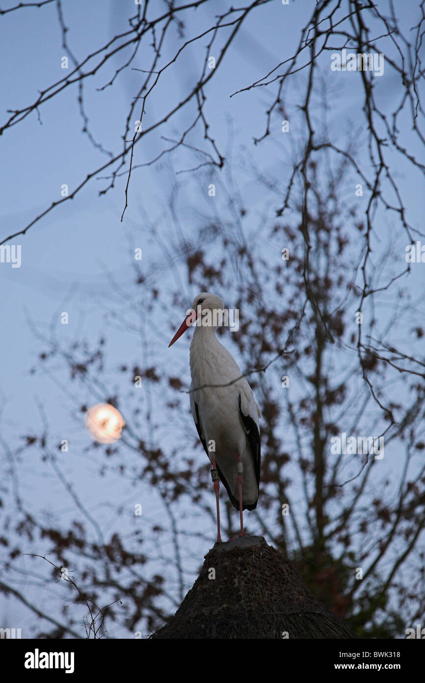 Stork bringing baby hi-res stock photography and images - Alamy