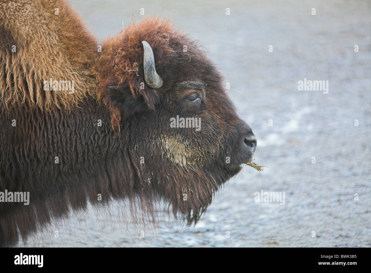 Stock Photo of Bison's head Stock Photo - Alamy