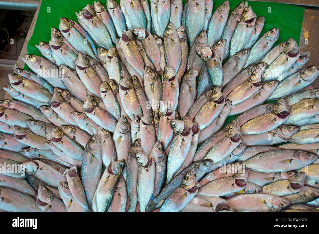 Fresh fish on display at a fish market Stock Photo - Alamy