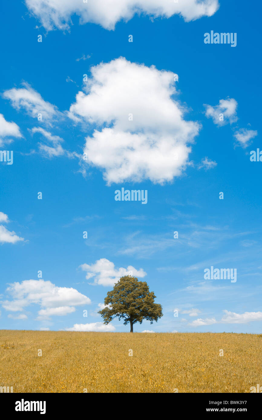 tree foliage tree individual only empty lonely fields field scenery ...