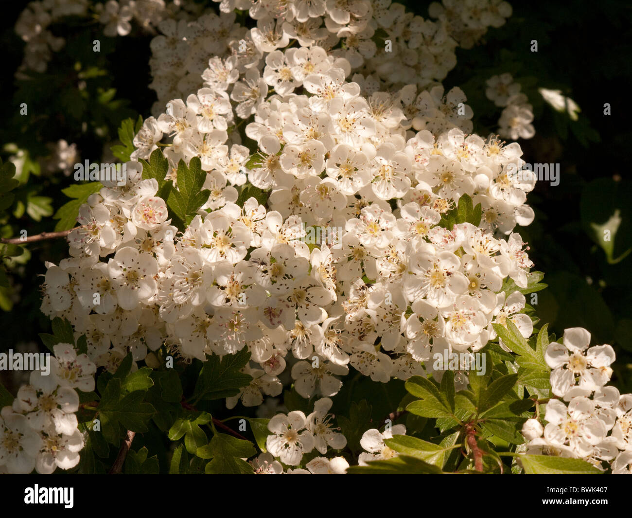 The 'May' blossom of the Hawthorn tree in the Natural Countryside in ...