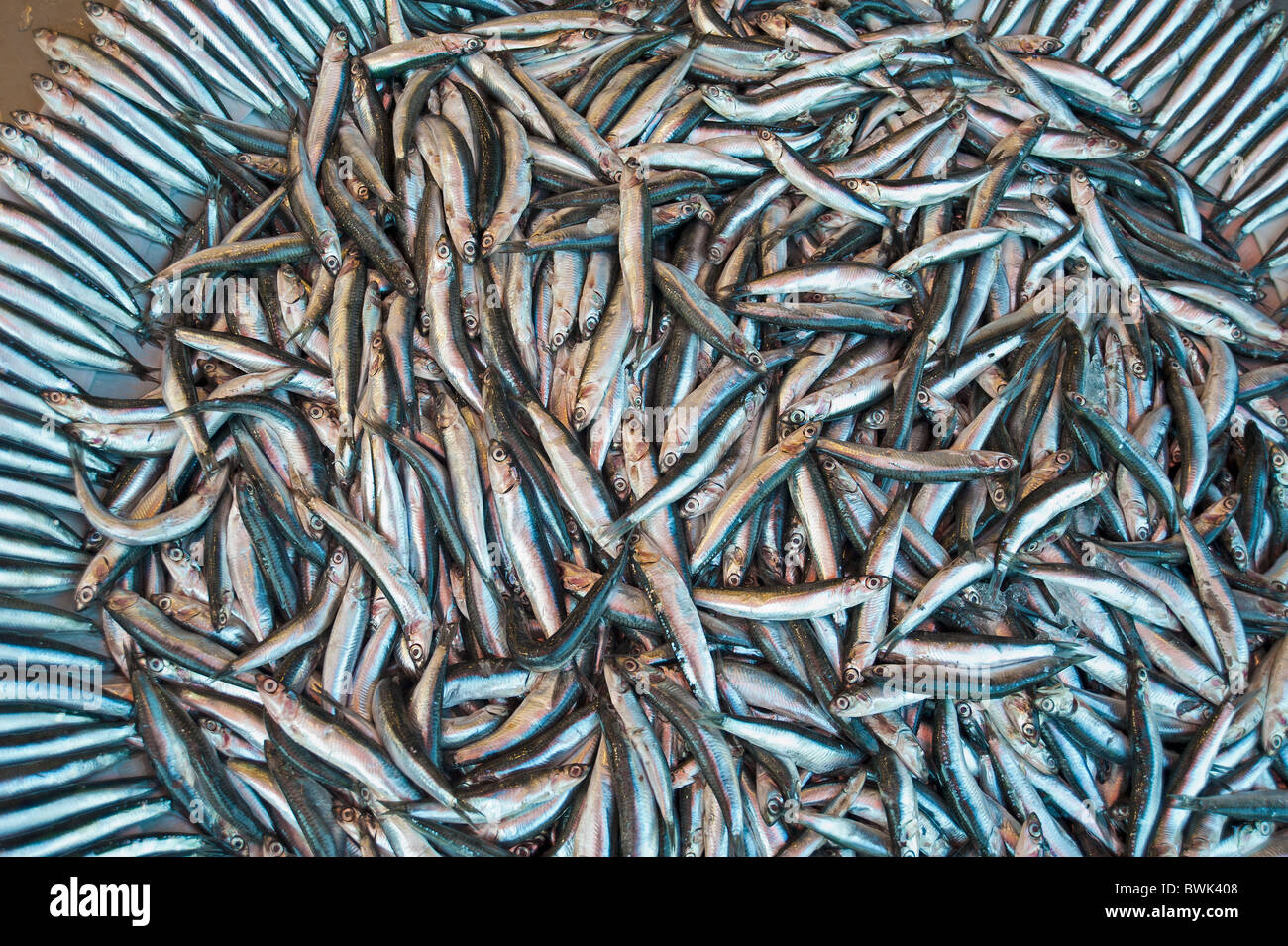 Fresh fish on display at a fish market Stock Photo - Alamy