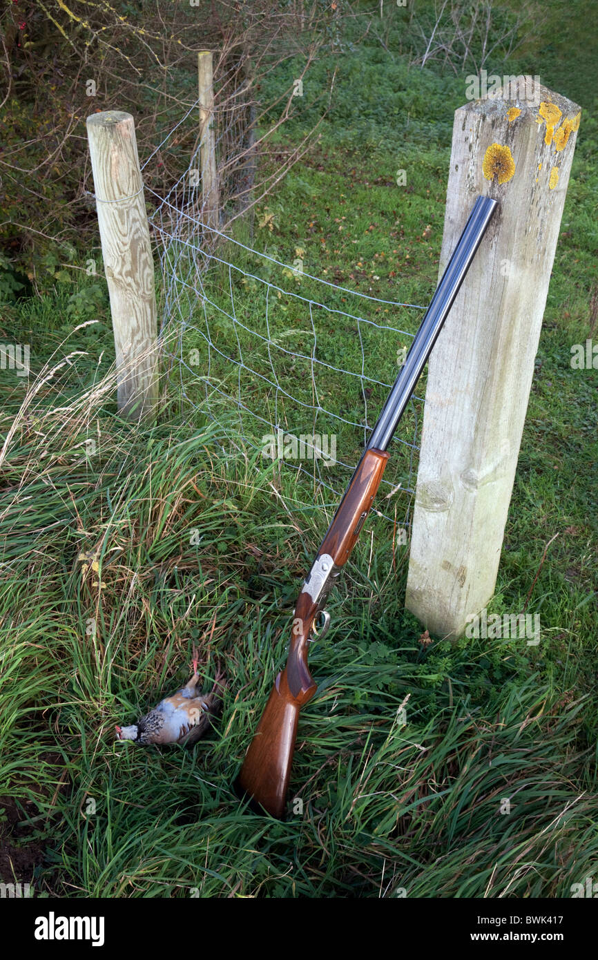 A dead partridge and a shotgun leaning on a post during a game bird ...