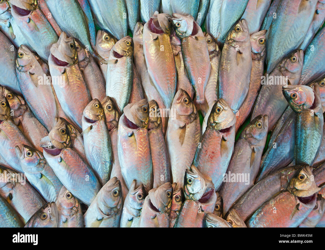 Fresh fish on display at a fish market Stock Photo - Alamy