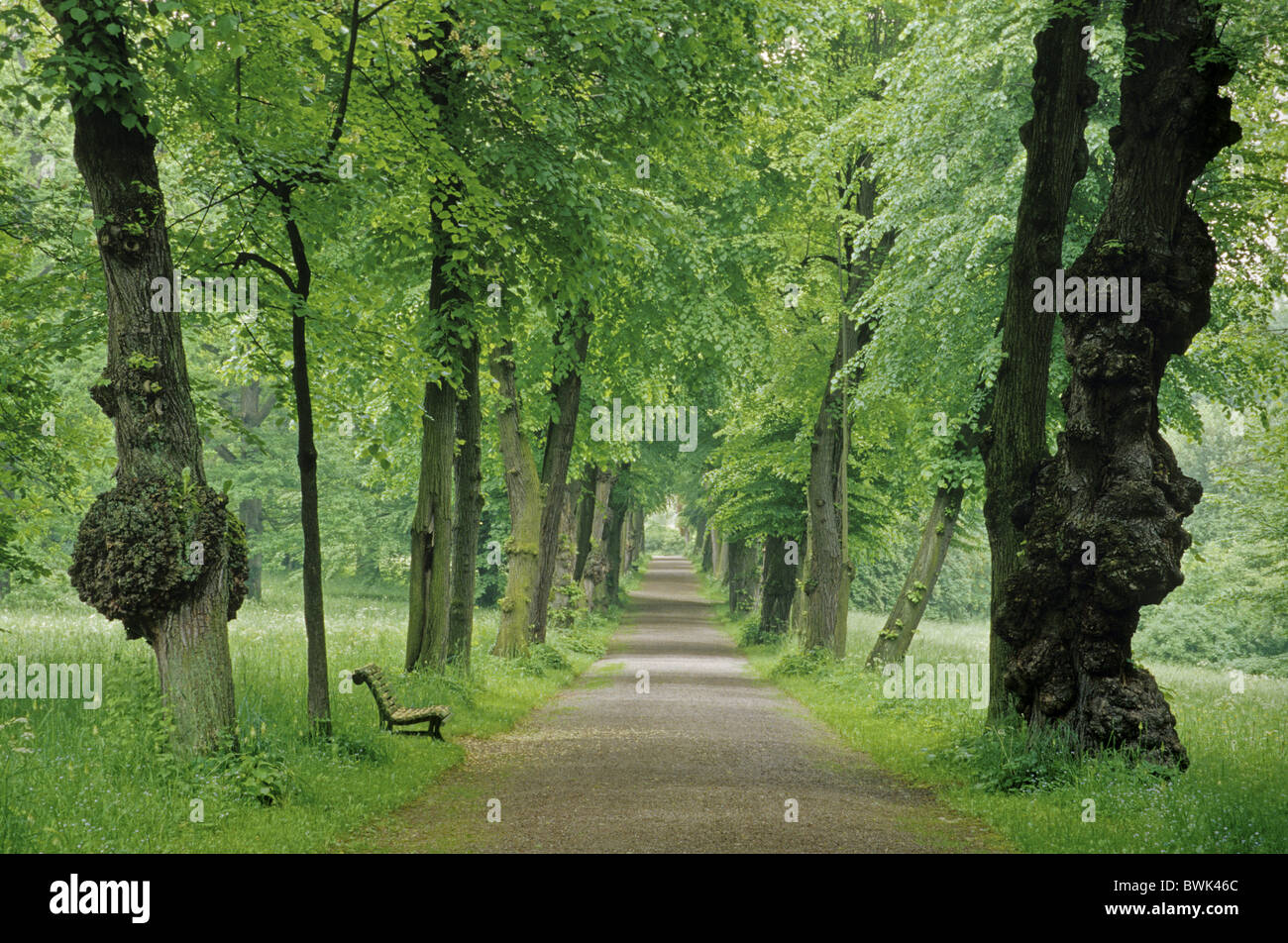 Lime tree alley in castle grounds, Putbus, Rugen island, Baltic Sea ...
