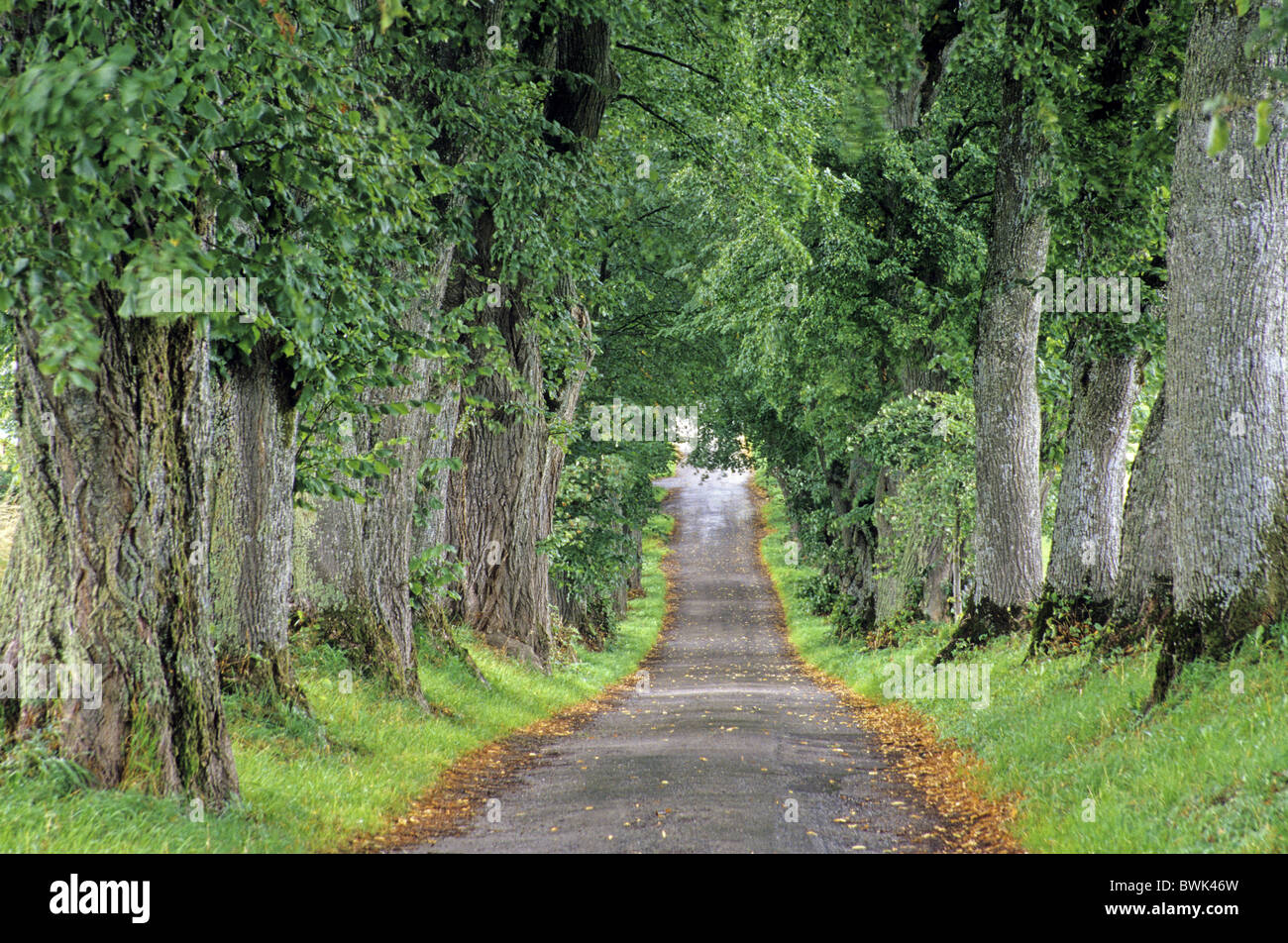 Lime tree alley at Marktoberdorf, Bavaria, Germany Stock Photo - Alamy