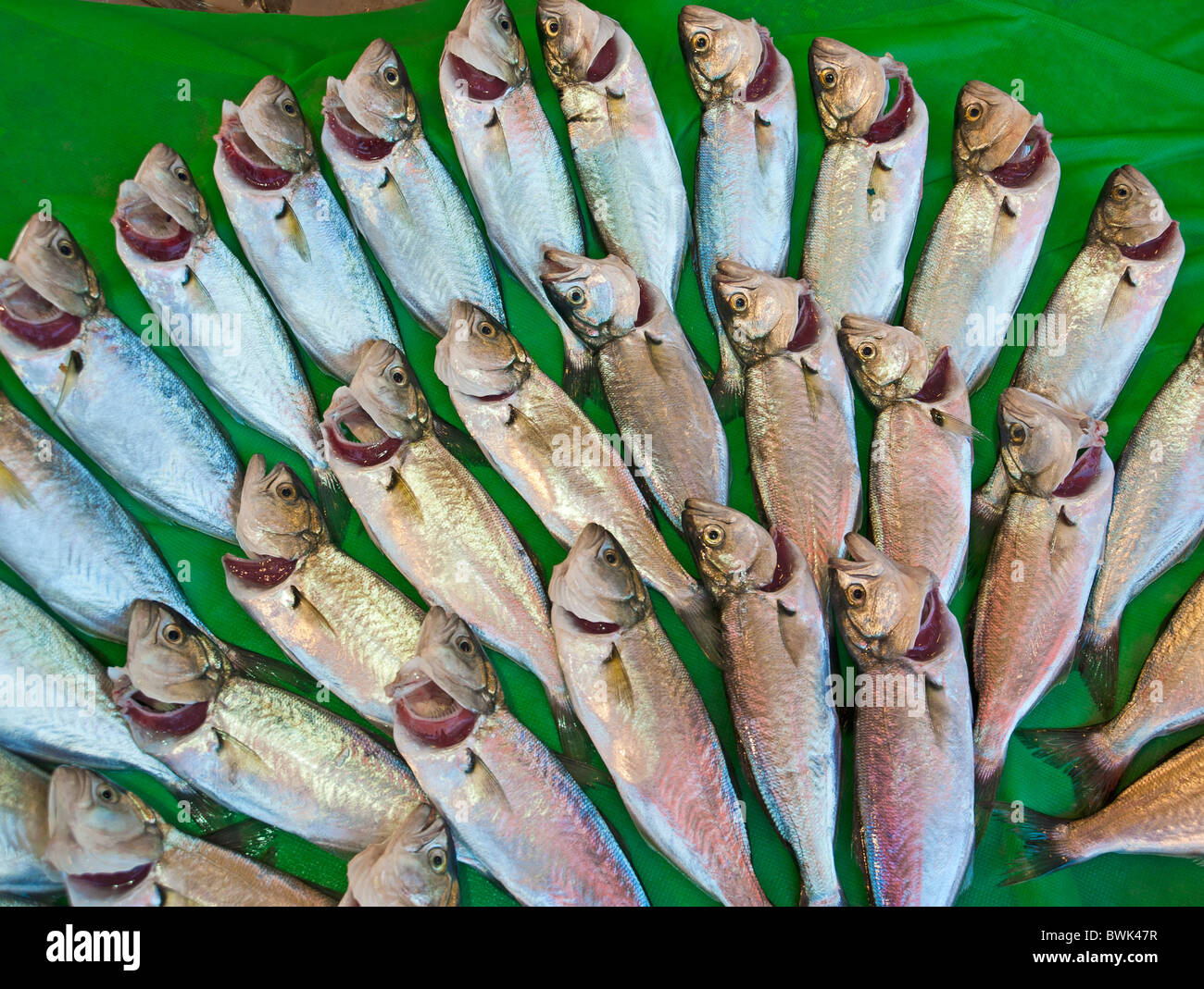 Fresh fish on display at a fish market Stock Photo - Alamy