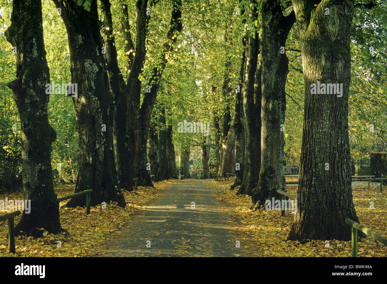Lime tree alley in the grounds of Lindenhof park, Lindau, Bavaria ...