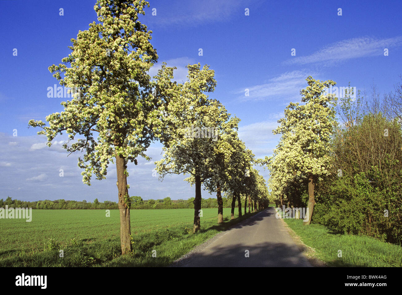 Pear alley, Muensterland, North Rhine-Westphalia, Germany Stock Photo ...