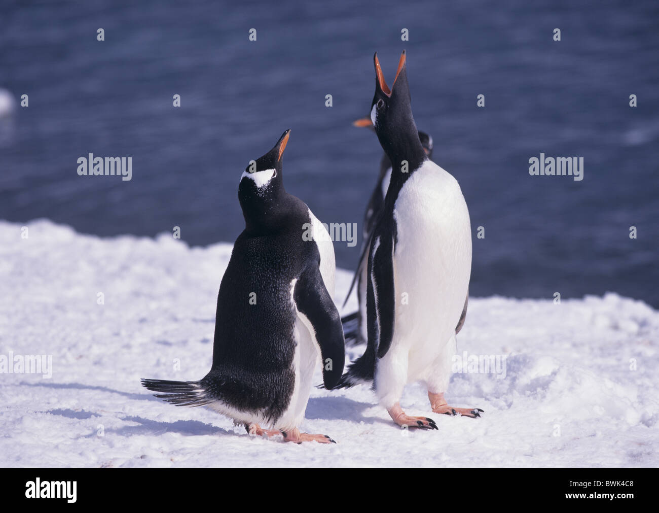 donkey penguin Pygoscelis Papua penguin penguins Antarctic Antarctic ...
