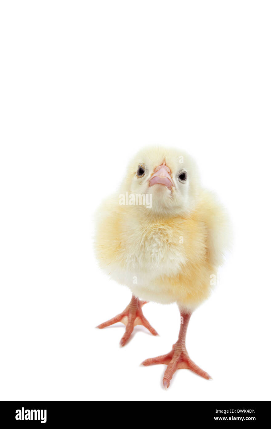 young chick looking at camera on isolated white background Stock Photo ...
