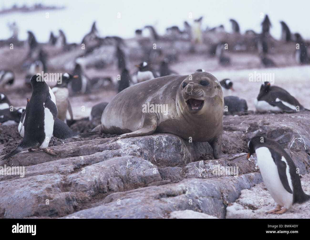 seal Aggressive colony donkey penguin Pygoscelis Papua penguin penguins ...