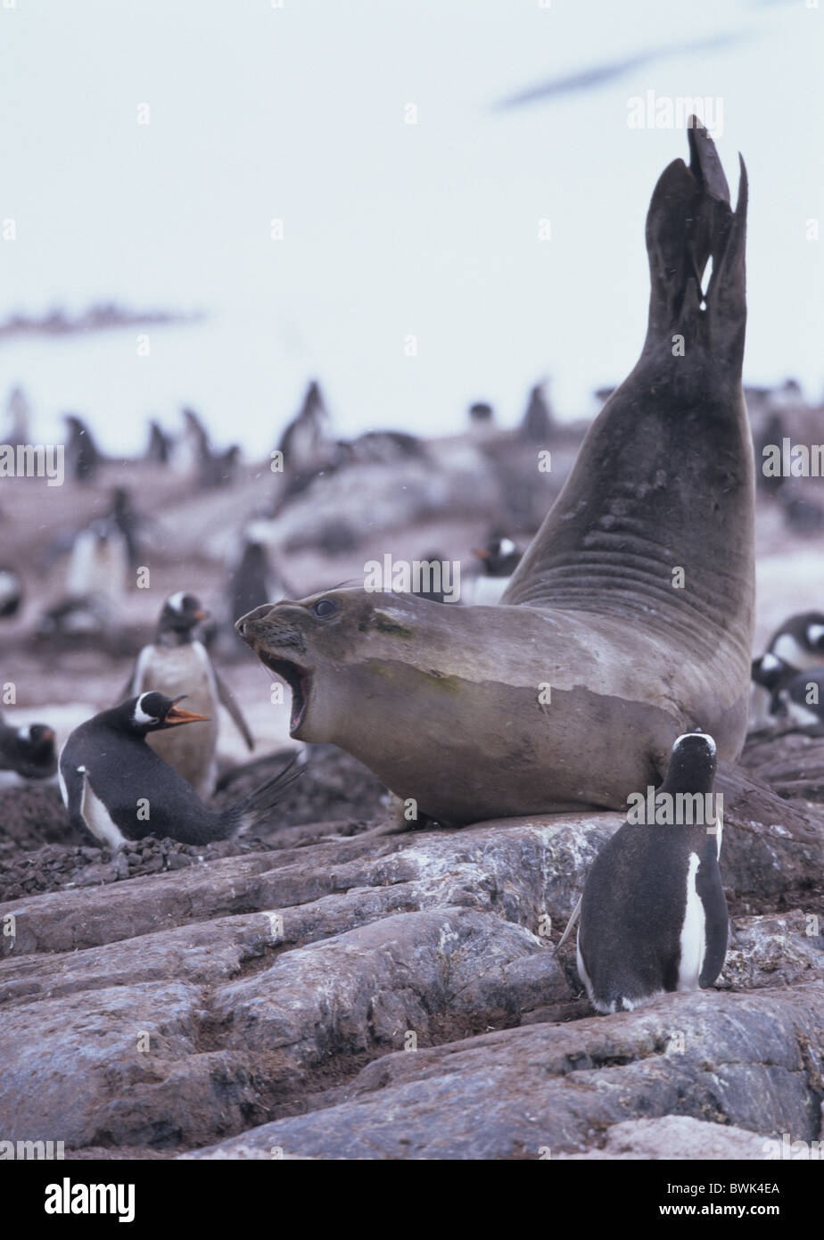 seal Aggressive colony donkey penguin Pygoscelis Papua penguin penguins ...