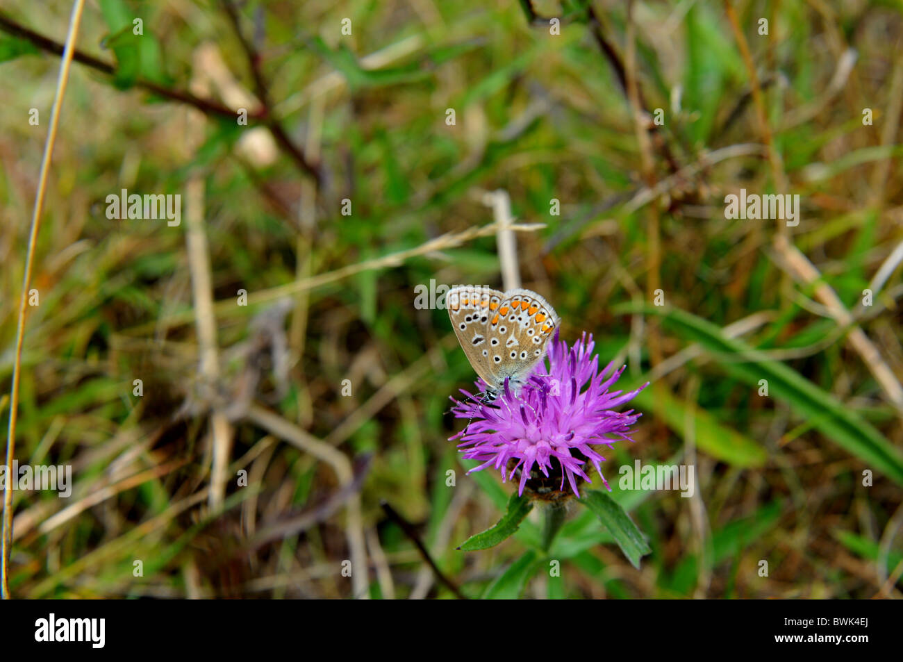 Common british butterflies hi-res stock photography and images - Alamy