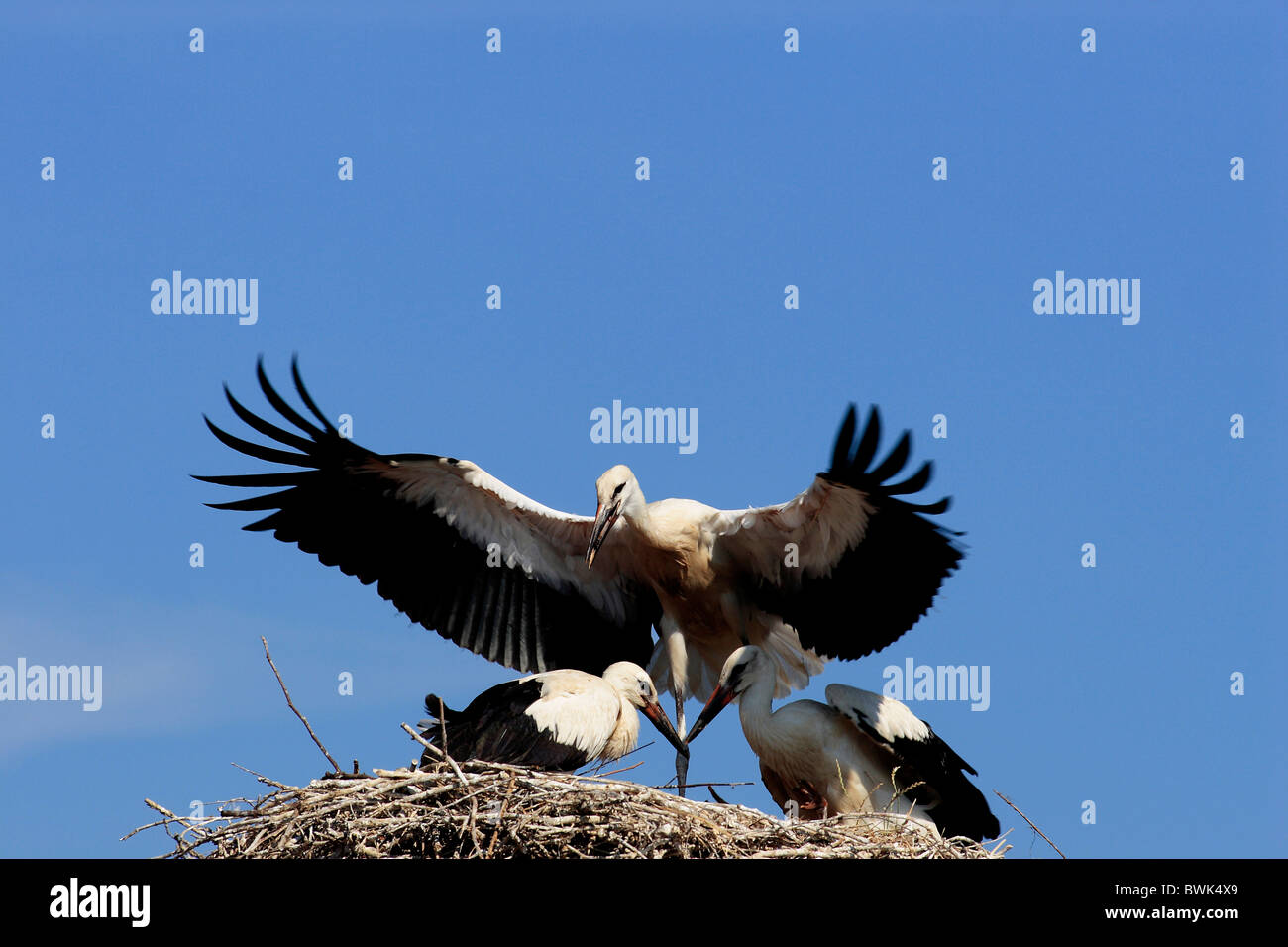 10827437 hi-res stock photography and images - Alamy