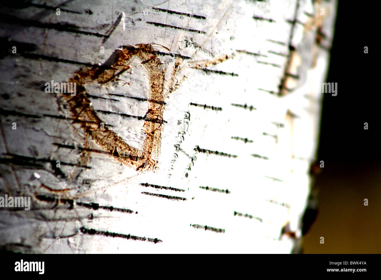 Carving tree love hi-res stock photography and images - Alamy