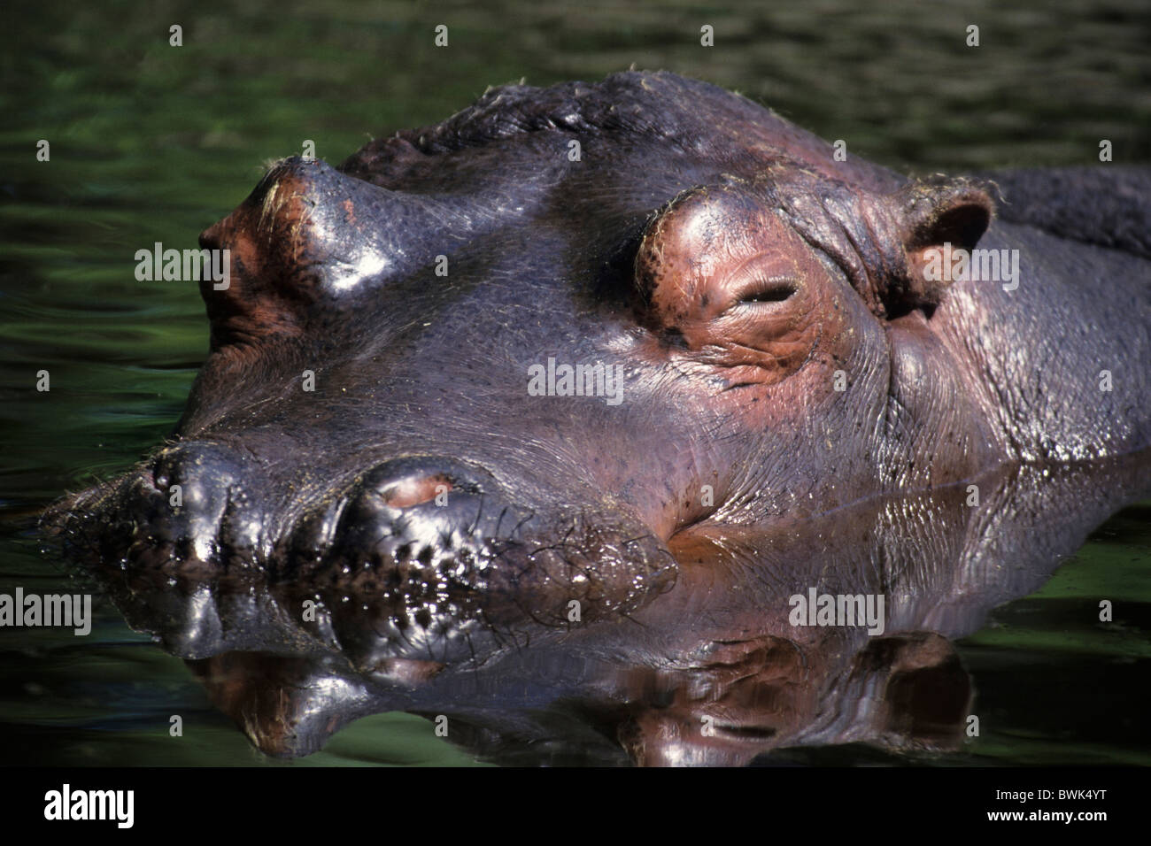 animal water hippopotamus hippo Hippopotamus amphibius Hippo portrait ...