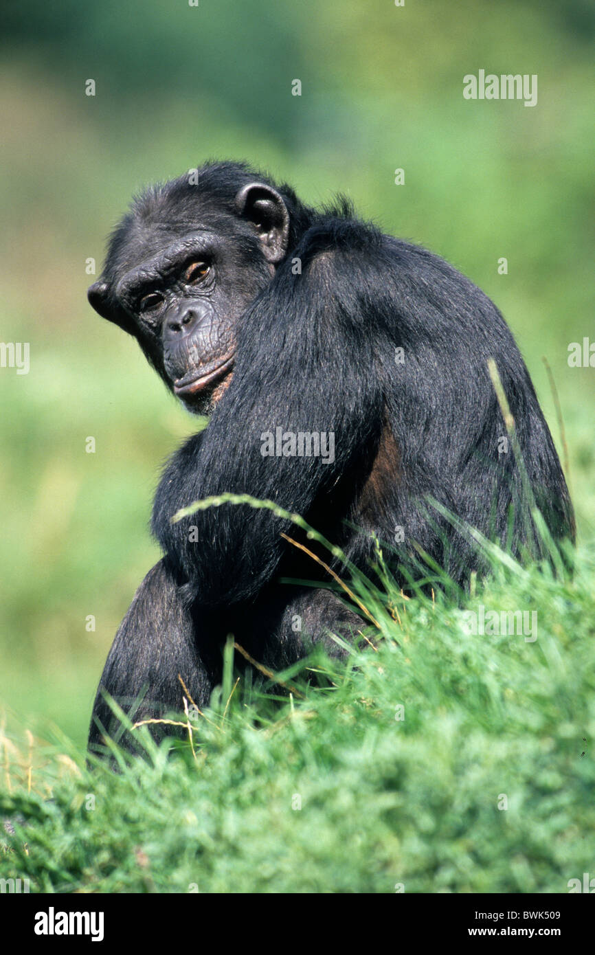 animal animals monkey monkey chimpanzee Pan troglodytes ape Stock Photo ...