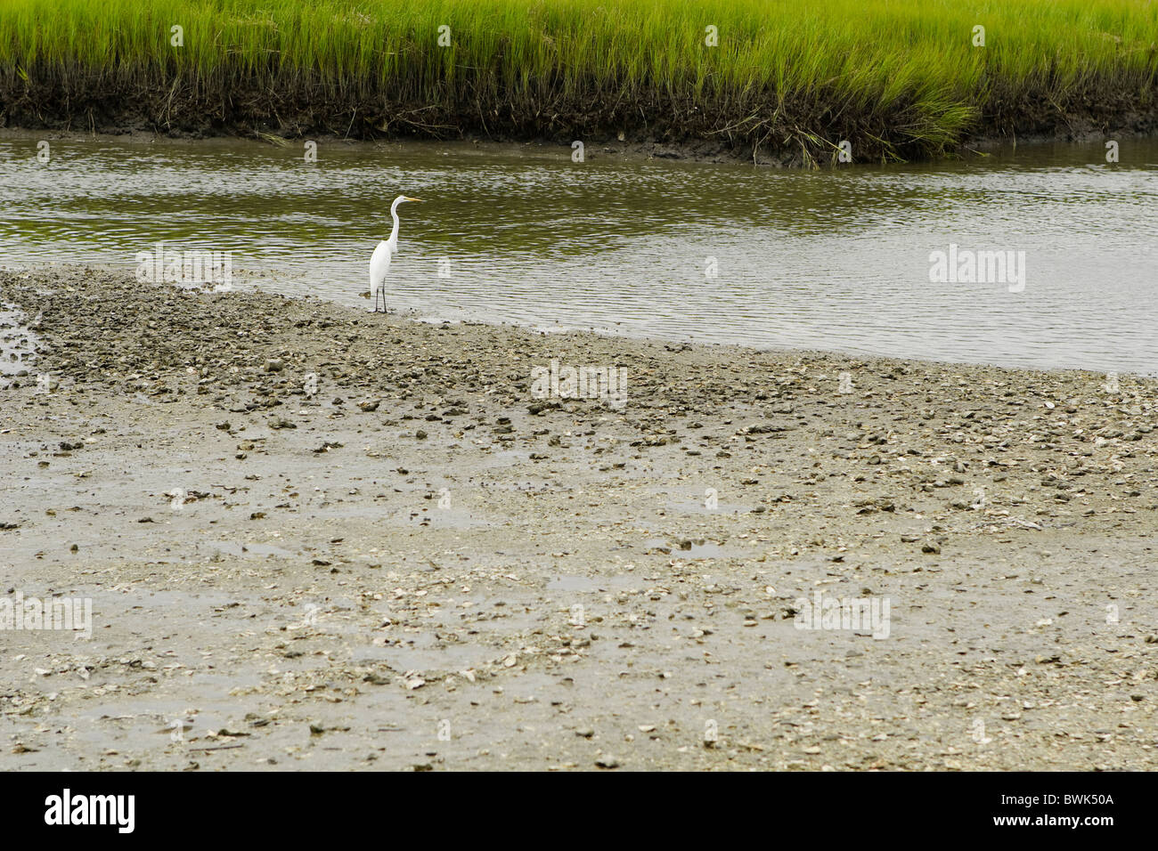 South carolina salt water marsh birds High Resolution Stock Photography ...