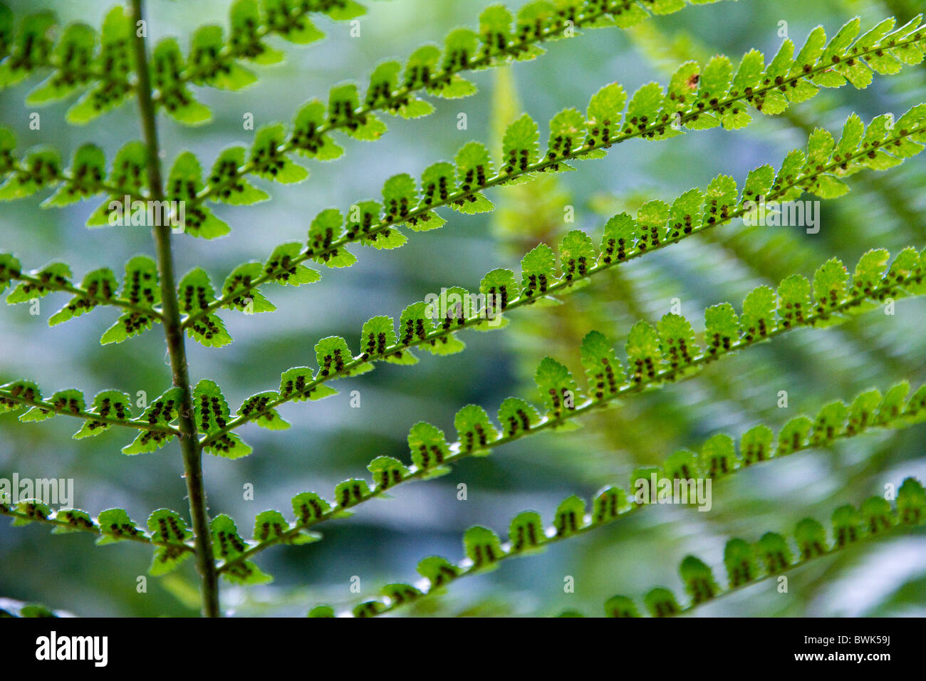 The fruiting capsules can be seen on the underside of fern fronds Stock ...