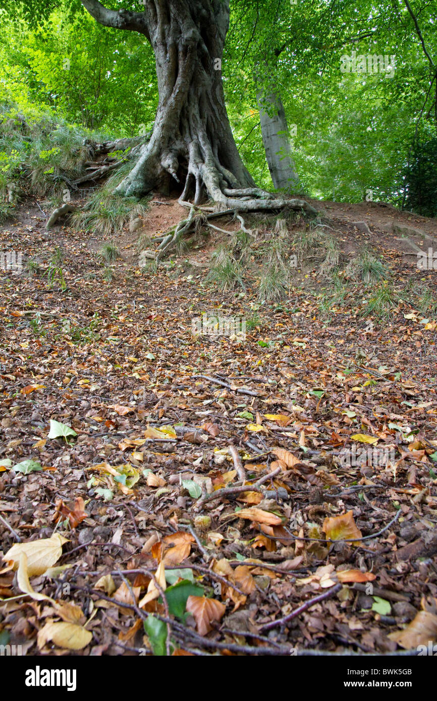 Leaf litter lies under an old tree in the woods in late Summer Stock ...