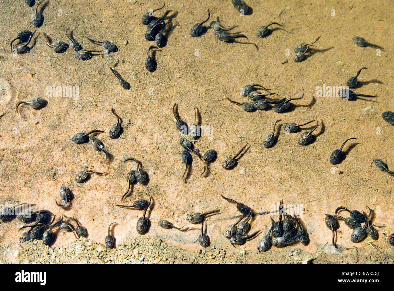 Water toad hi-res stock photography and images - Alamy