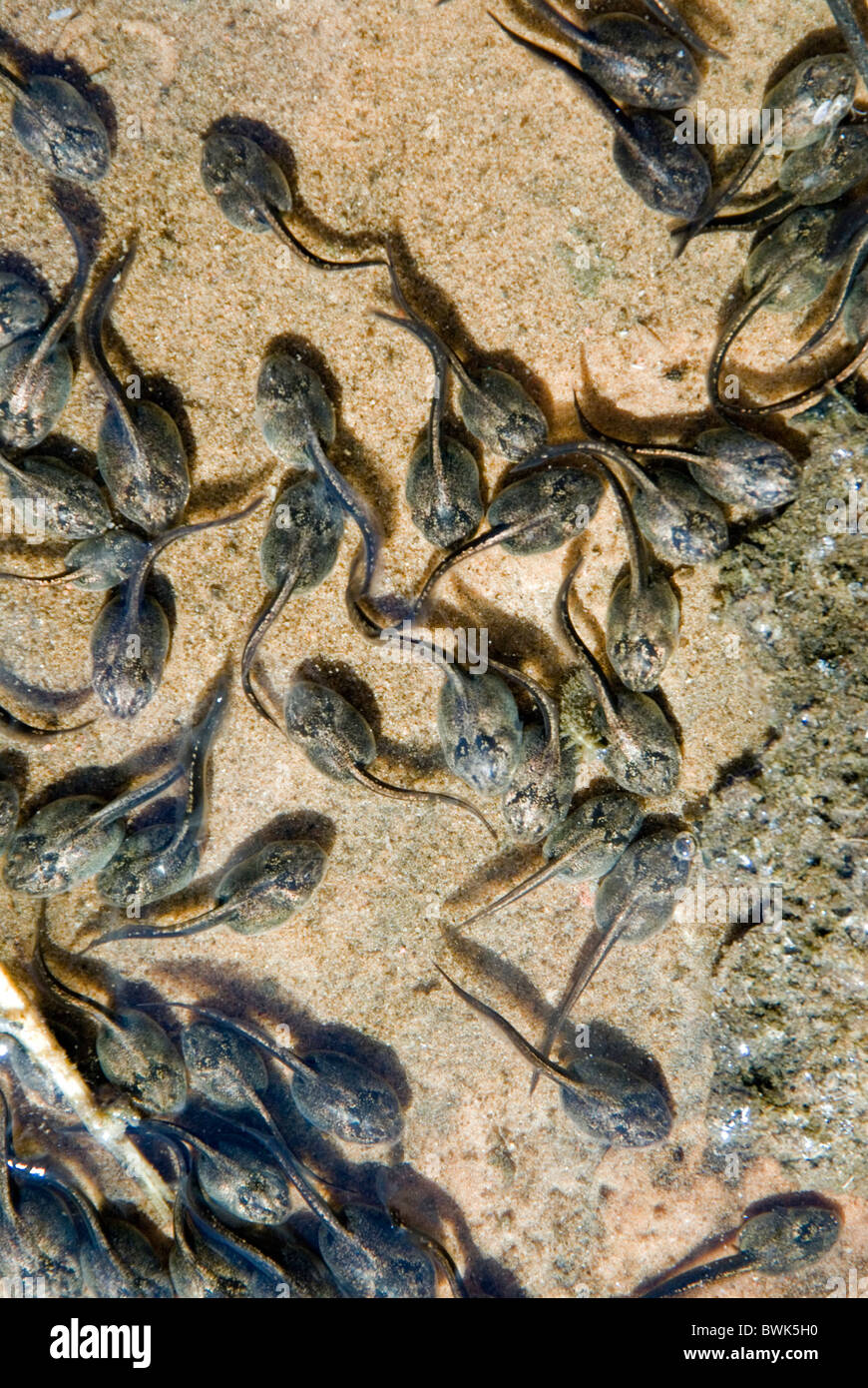 tadpoles water pond frog toad amphibians young animals Keet Seel canyon ...