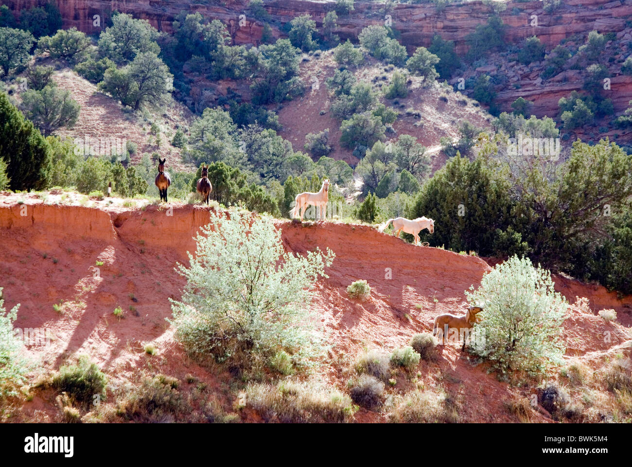 wild horses horses horse game savages overgrown overgrown animals ...