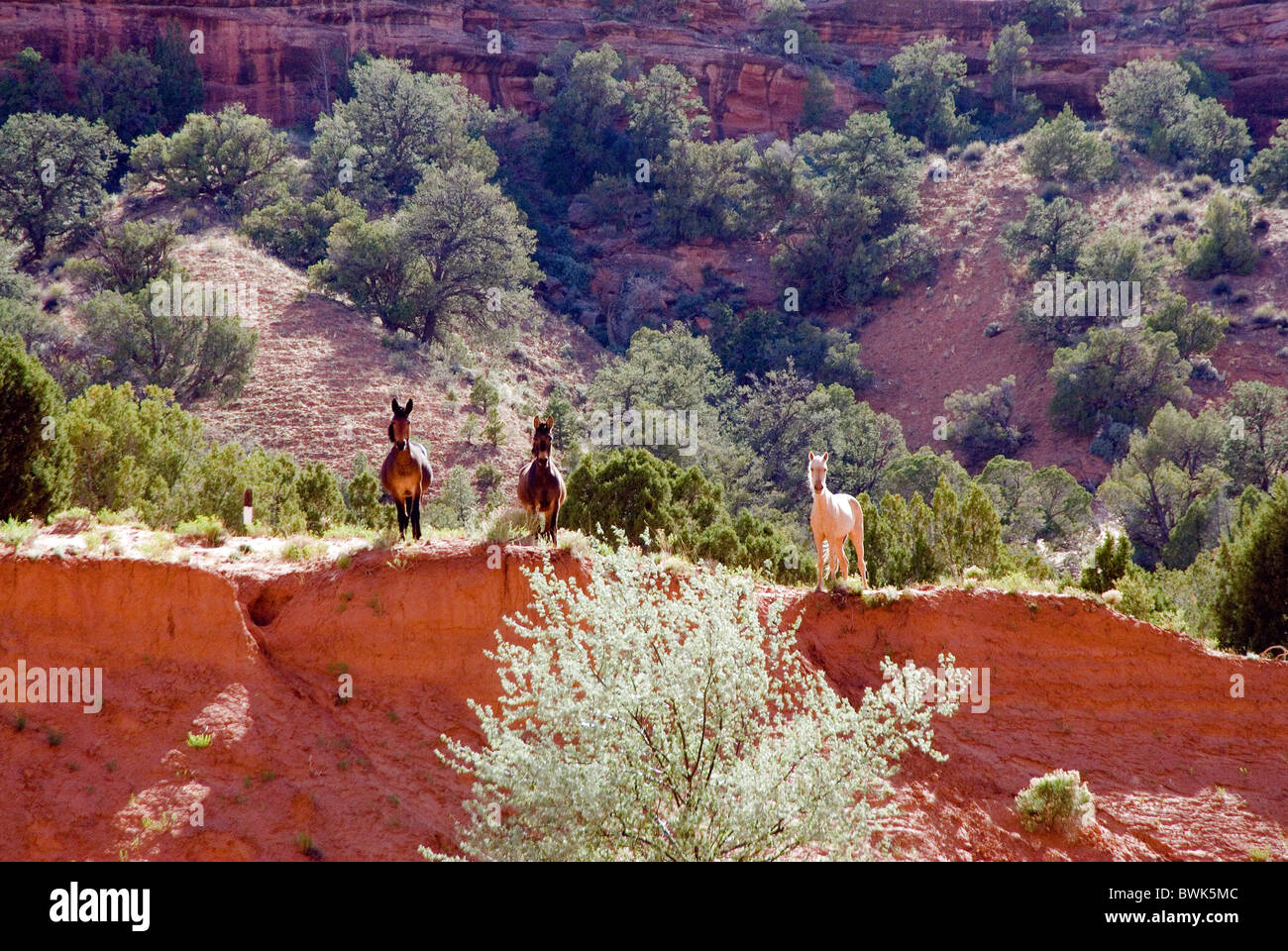 wild horses horses horse game savages overgrown overgrown animals ...