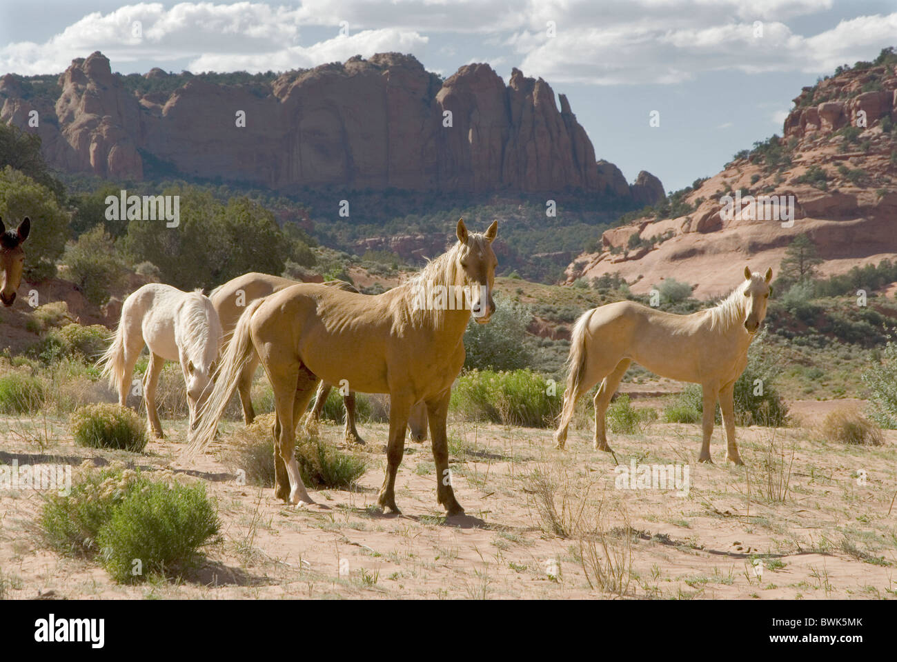 wild horses horses horse game savages overgrown overgrown animals ...