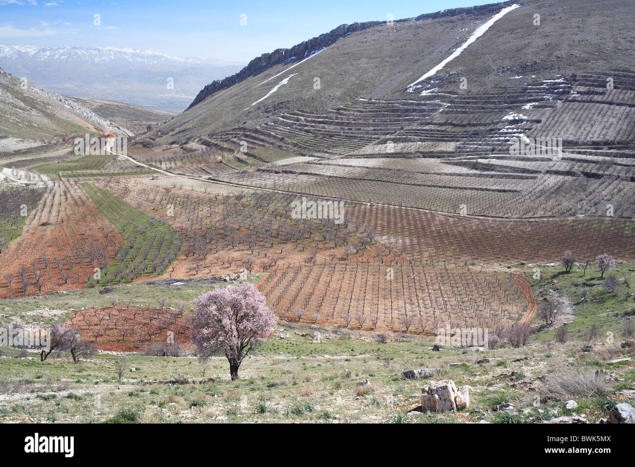Asia Middle East Oriental Lebanon green grass Niha Bekaa valey tree ...