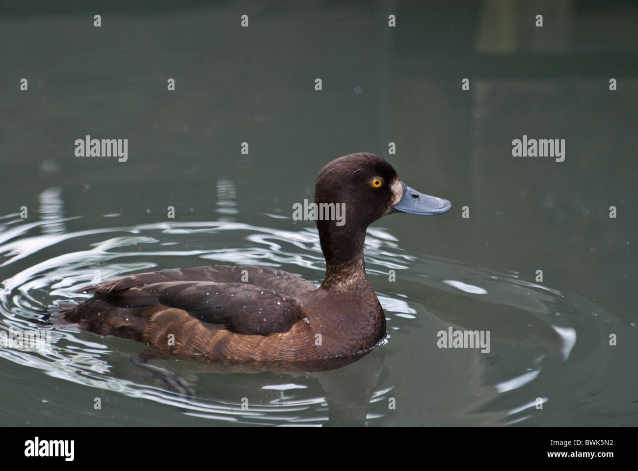 Female Tufted Duck Aythya fuligula Stock Photo - Alamy