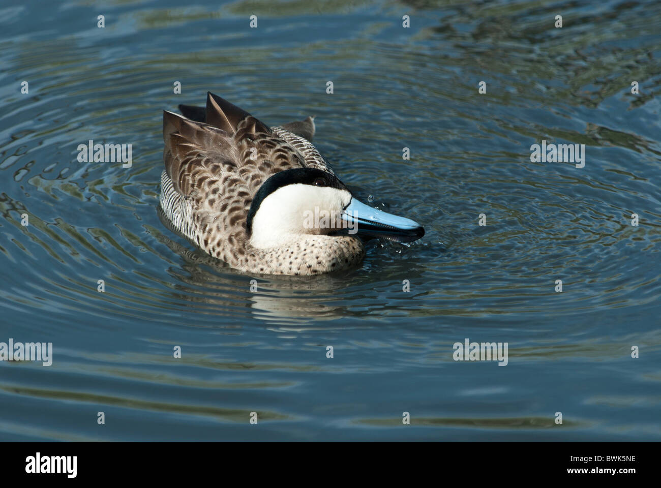 Ruddy Duck male eclipse Oxyura jamaicensis blue bill beak Stock Photo ...