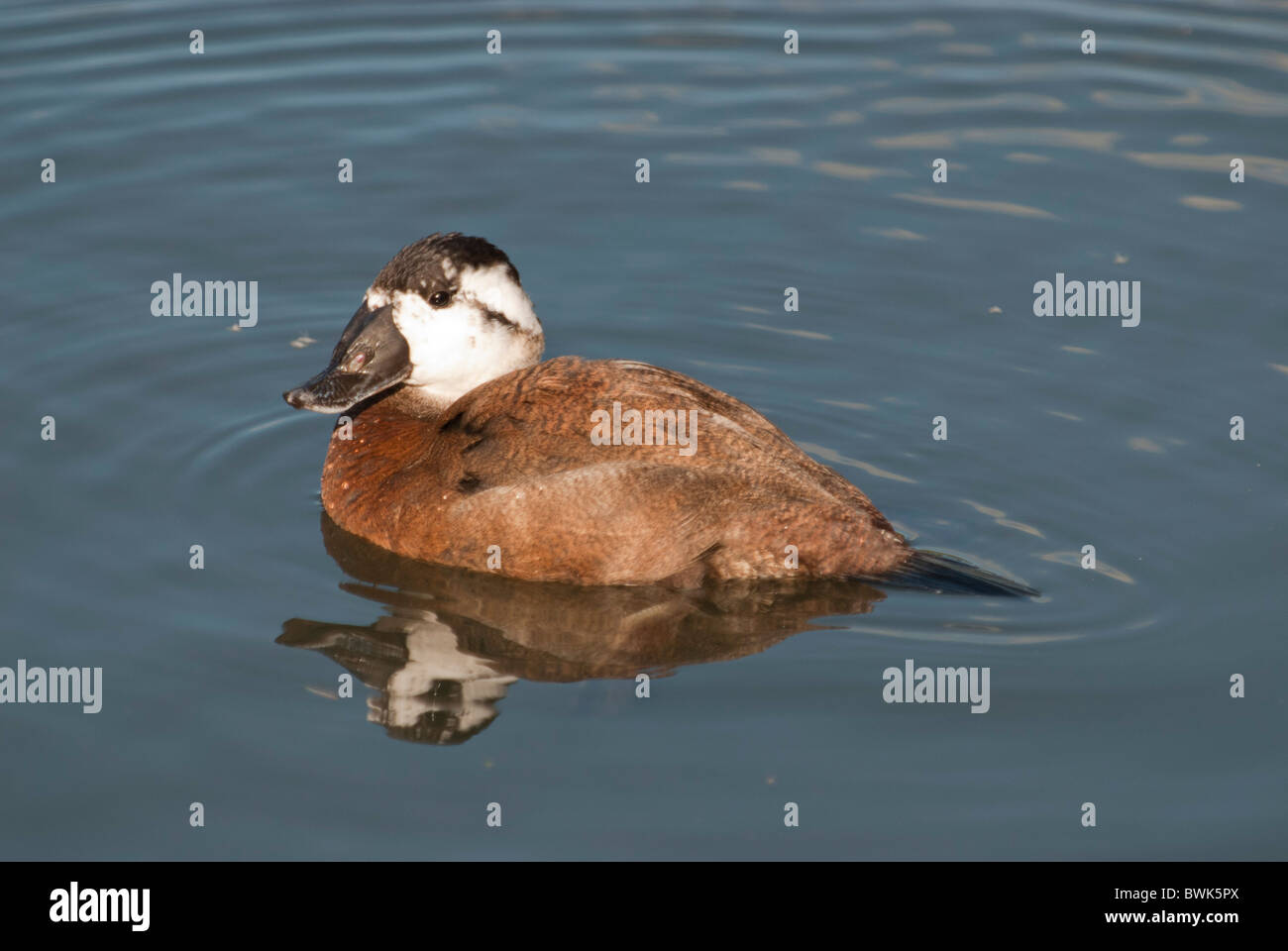 Ruddy duck uk hi-res stock photography and images - Alamy