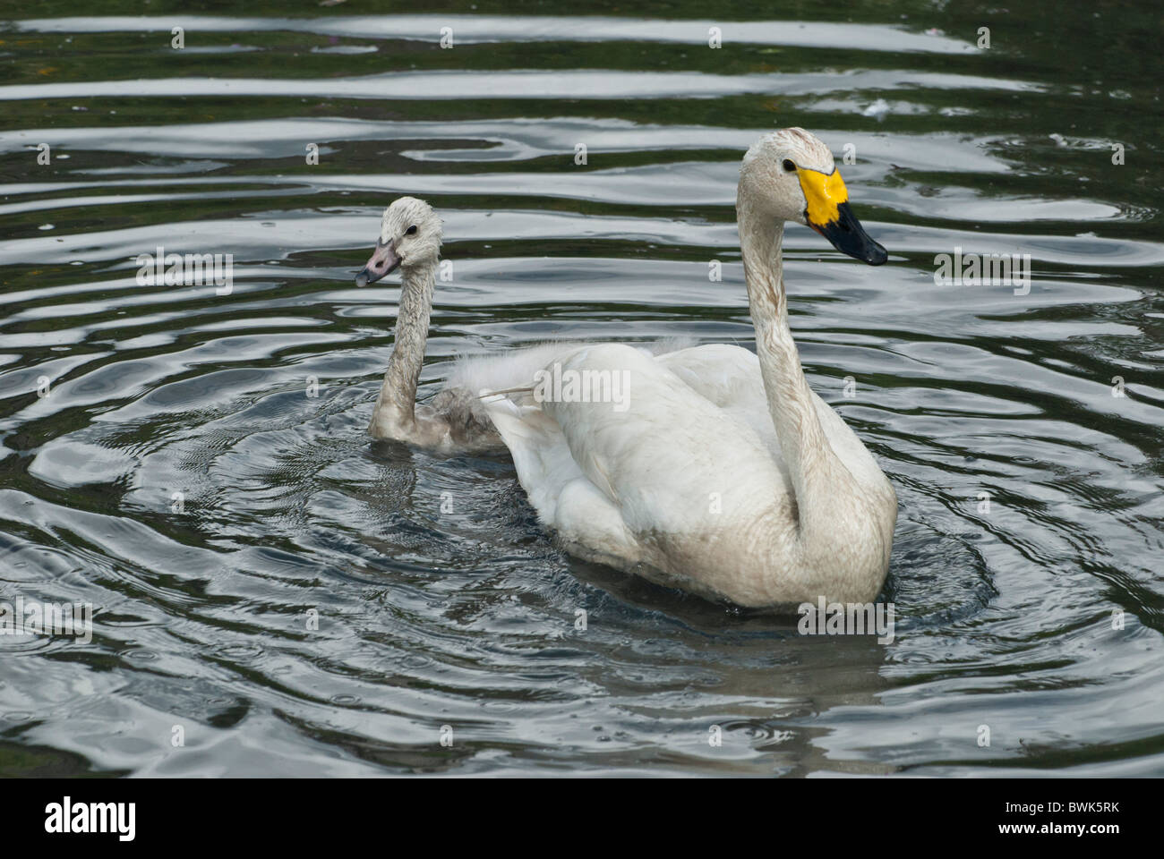 Bewick swan hi-res stock photography and images - Alamy