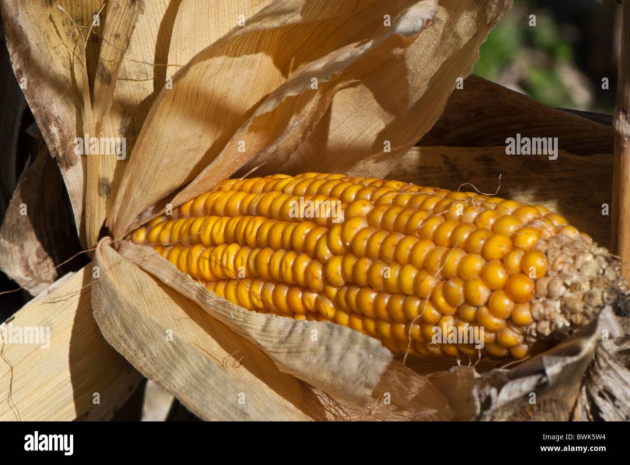 Cattle Corn High Resolution Stock Photography and Images - Alamy