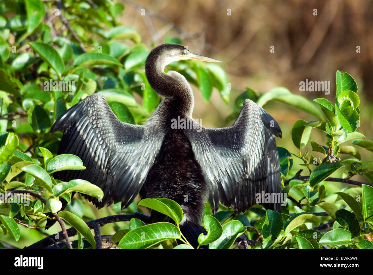 American anhinga Anhinga anhinga bird birds sheets leaves animal animal ...
