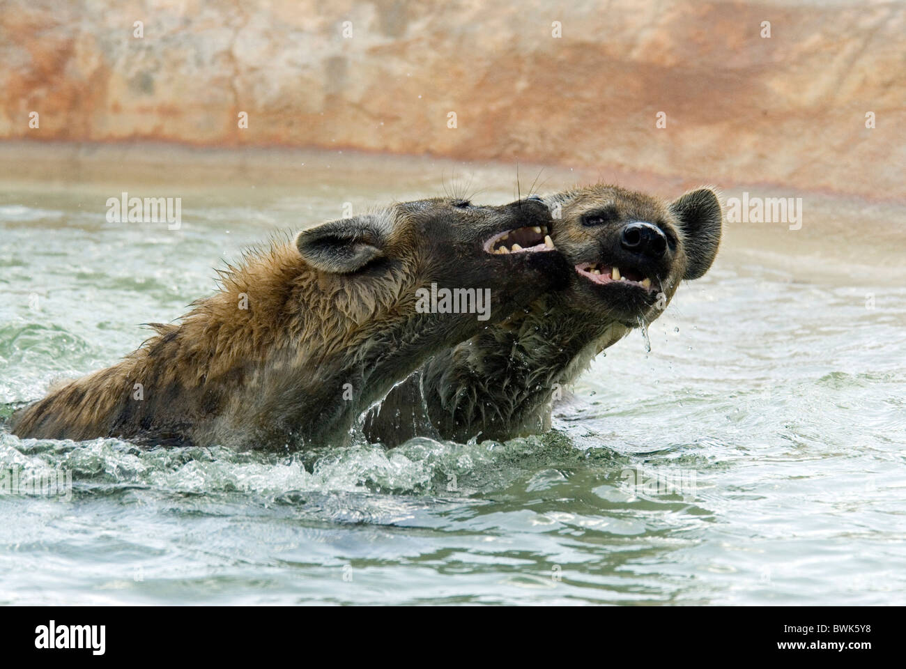 spotted hyena Crocuta crocuta Two playing animals in the water Stock ...