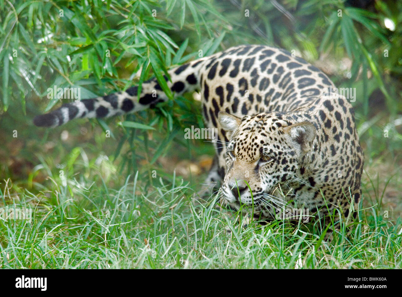 Jaguar Panthera onca cat big cat animal Stock Photo - Alamy