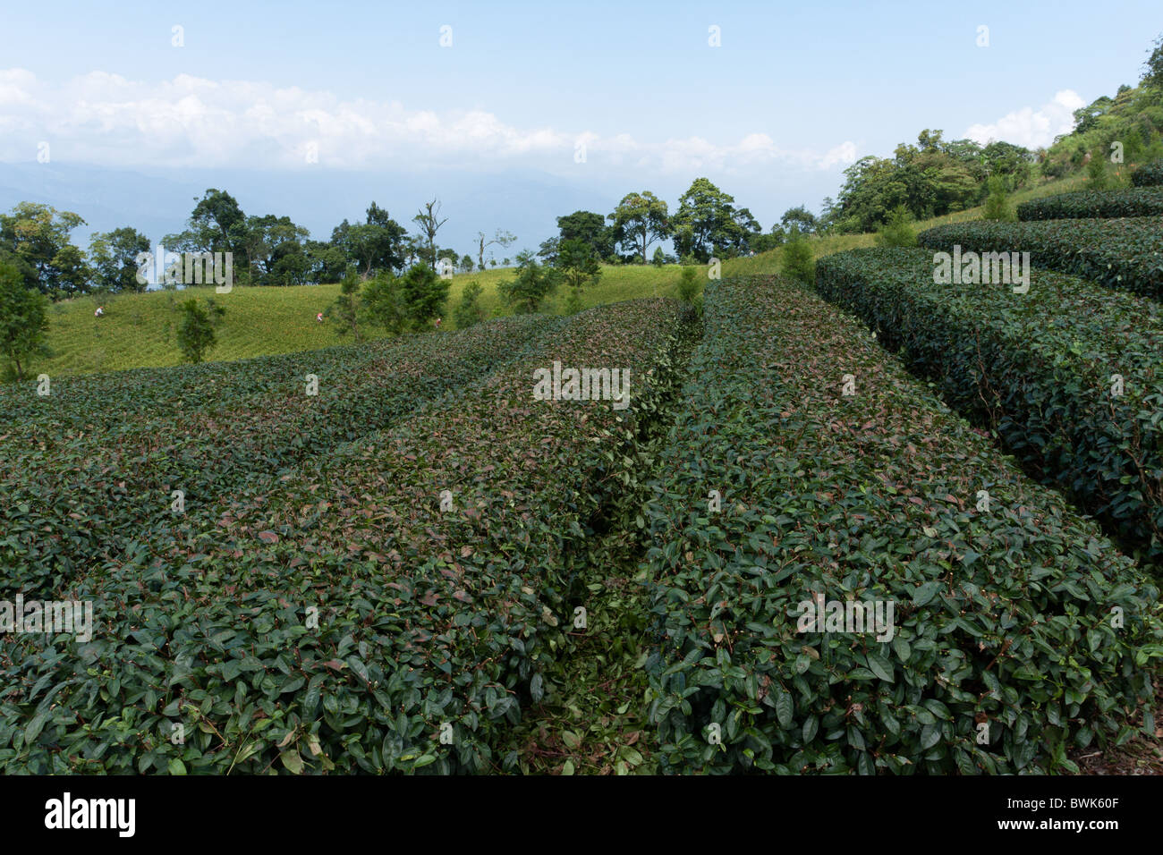 Tea plantations in highland, Yuli Township, Hualien County, Taiwan ...