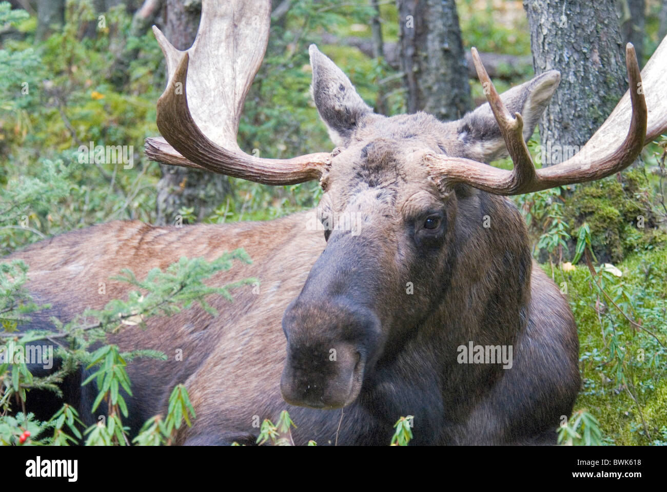 elk moose Alces alces males USA America United States North America ...