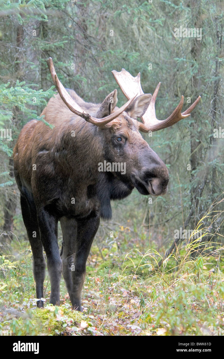 elk moose Alces alces males USA America United States North America ...