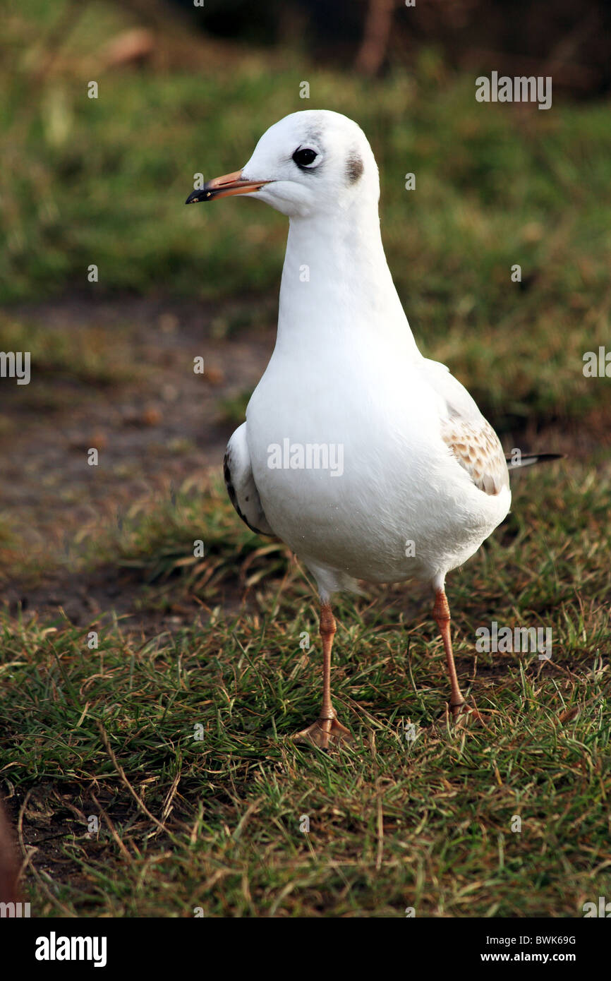 A juvenile Black Headed Gull Chroicocephalus ridibundus Family Laridae ...