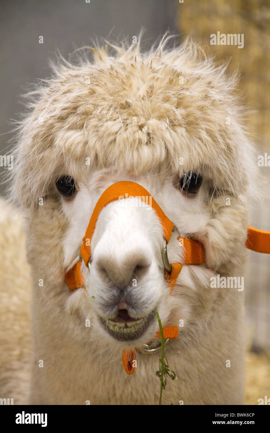 Head of a cream coloured alpaca with orange bridle Stock Photo - Alamy