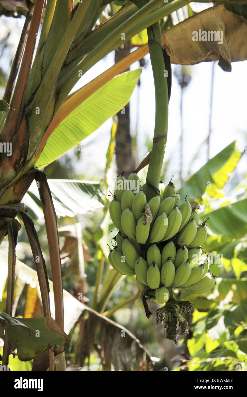 View at banana tree, Havelock Island, Andamans, India Stock Photo - Alamy