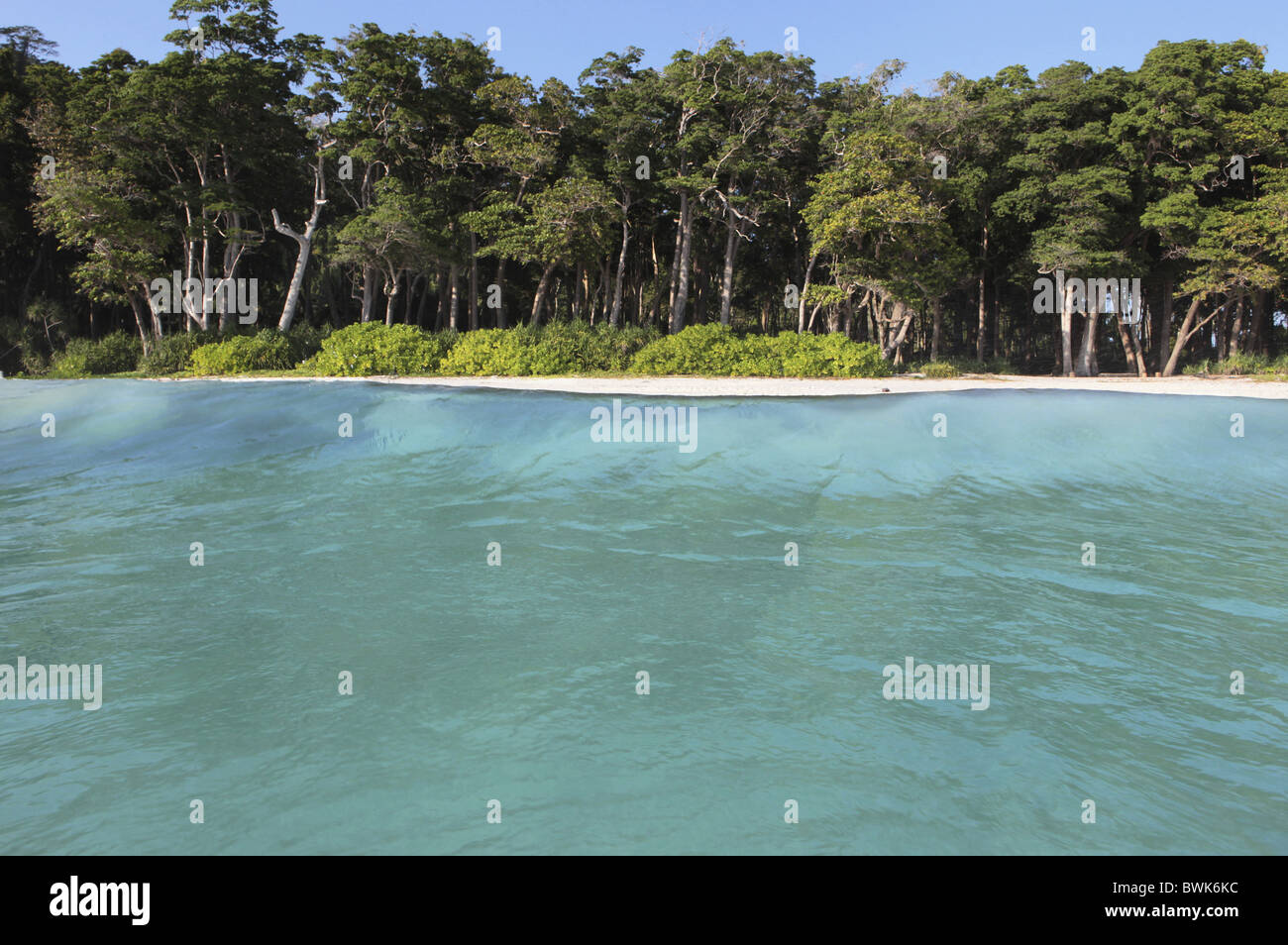 View from the sea to Radha Nagar Beach and its coastal rainforest ...