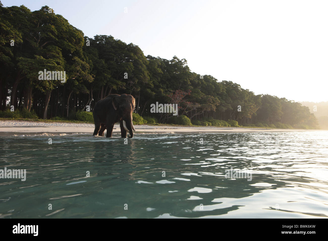 Bathing elephant on the 12 km long Radha Nagar Beach at sunrise, Beach ...