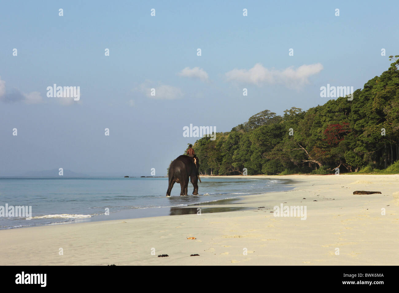 Bathing elephant with his mahut at Radha Nagar Beach at sunrise, Beach ...