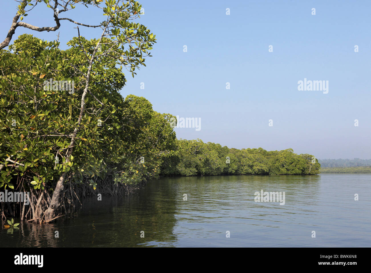 Mangrove forest in the sunlight, Middle Strait jetty, Baratang, Middle ...
