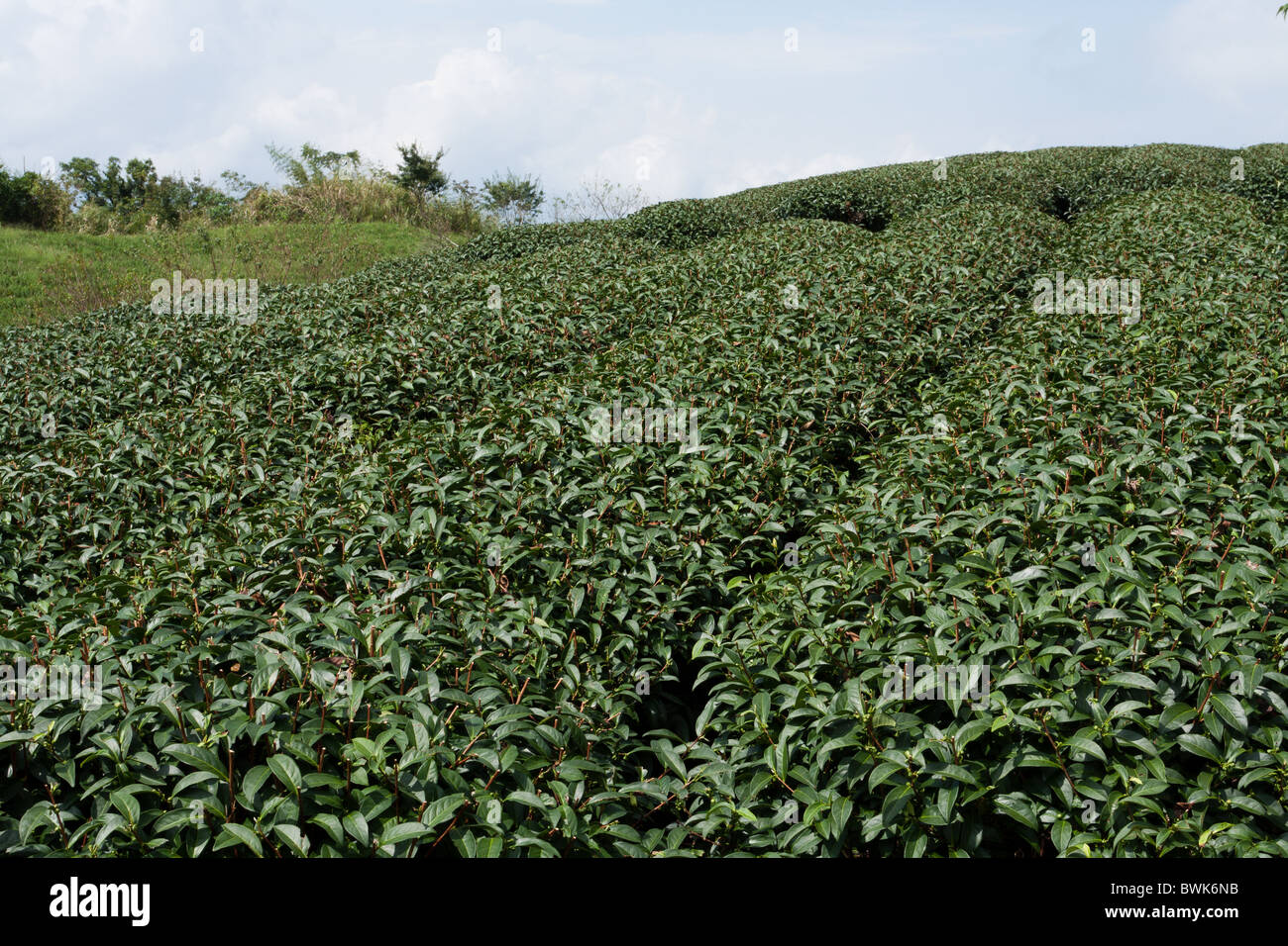 Tea plantations in highland, Yuli Township, Hualien County, Taiwan ...